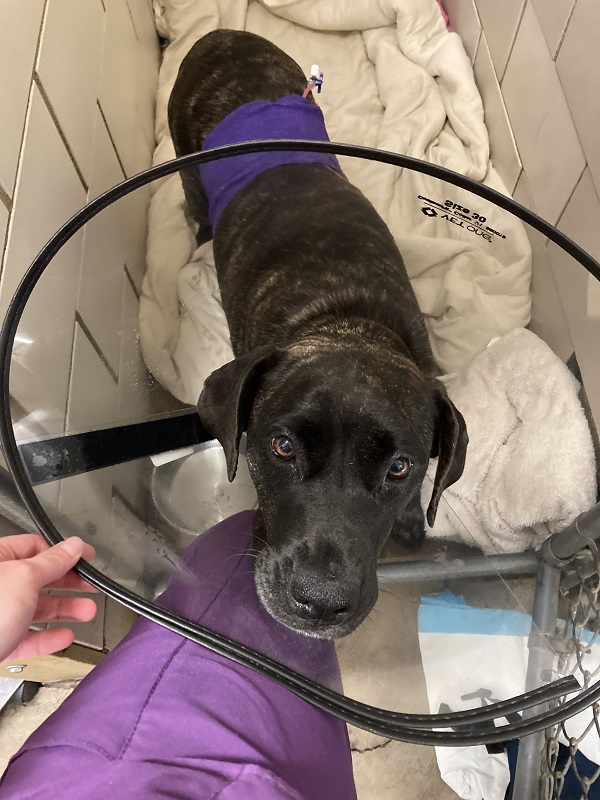 Meet Shelby | Willoughby Veterinary Hospital